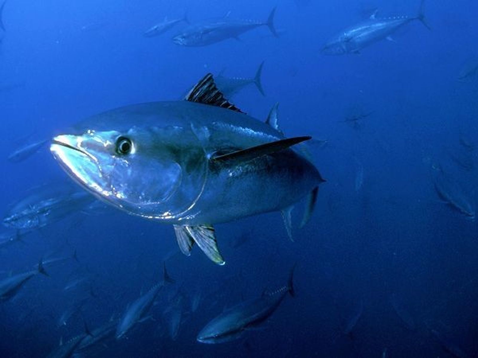 Atún y familia. Información. Fon-Fishing.