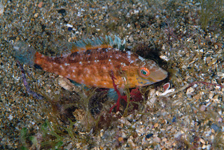 Gobito. Información. Fon-Fishing.