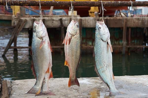 Corvina. Información. Fon-Fishing.